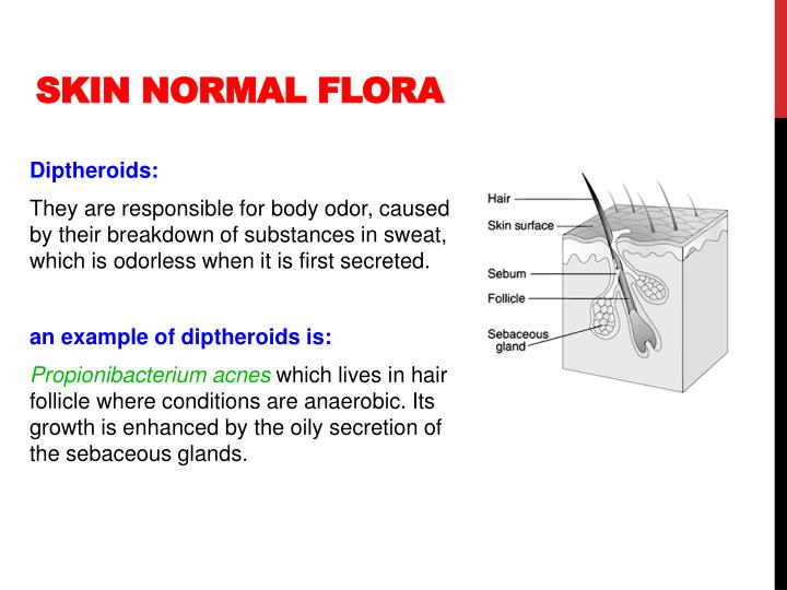 Ppt Normal Flora Powerpoint Presentation Id 2674250