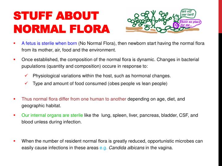 PPT - Normal Flora PowerPoint Presentation - ID:2674250