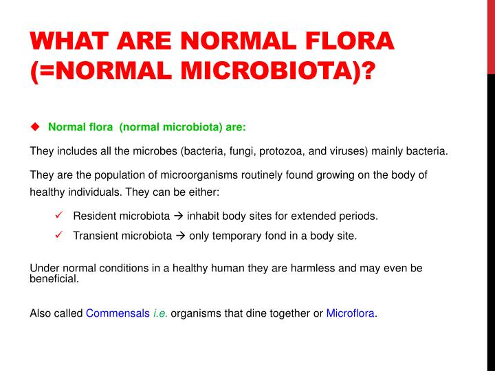 PPT - Normal Flora PowerPoint Presentation - ID:2674250