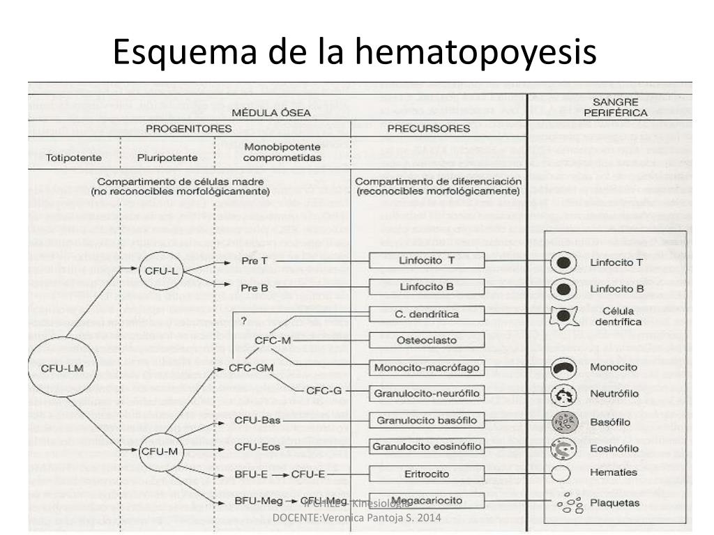 PPT - Sangre Professor : Verónica Pantoja . Lic. MSP. PowerPoint ...