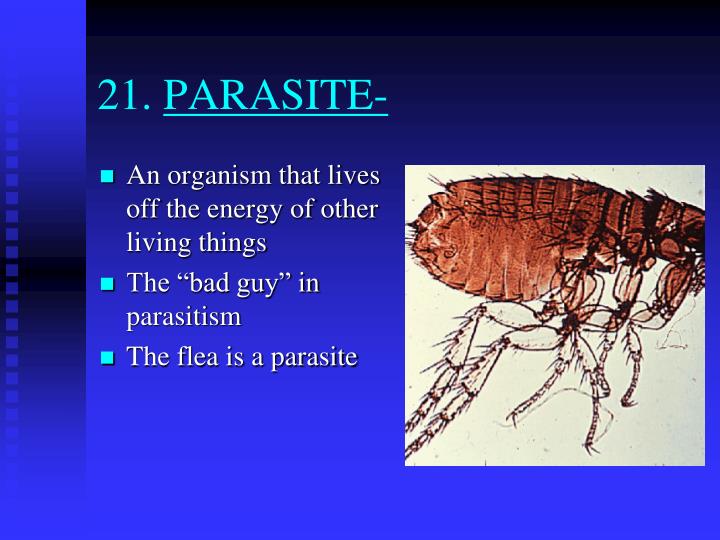 PPT - SYMBIOTIC RELATIONSHIPS WORDS 17-22 Symbiosis Mutualism ...