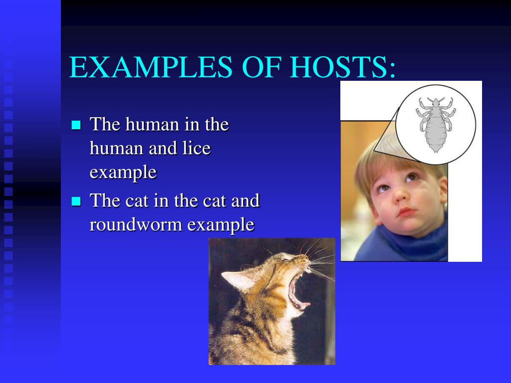PPT - SYMBIOTIC RELATIONSHIPS WORDS 17-22 Symbiosis Mutualism ...
