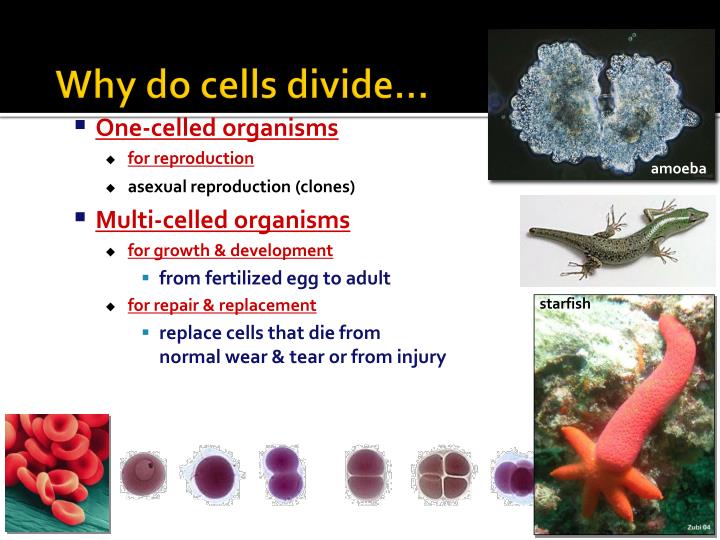 PPT - Introduction to Mitosis and Meiosis PowerPoint Presentation - ID ...