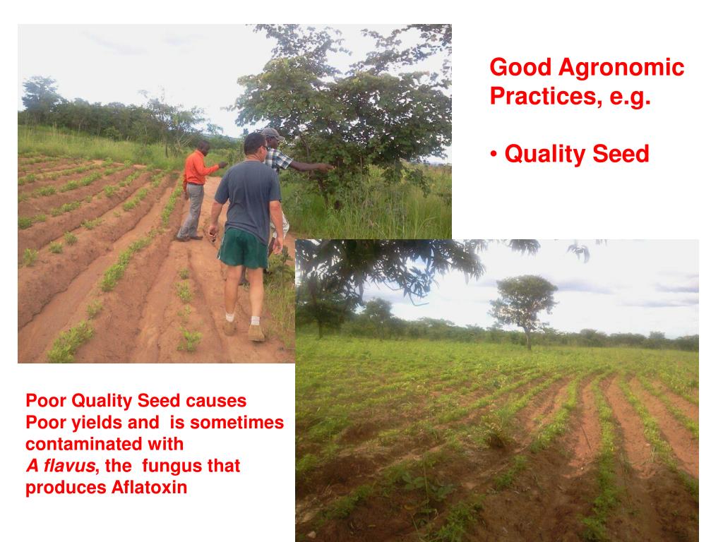Ppt Mitigating The Aflatoxin Challenge Powerpoint Presentation Free