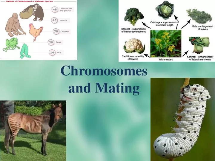 PPT - Chromosomes and Mating PowerPoint Presentation, free download ...