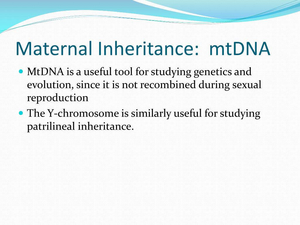 PPT - Endosymbiosis PowerPoint Presentation, free download - ID:2678173