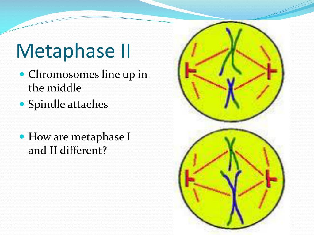 Ppt Meiosis Powerpoint Presentation Free Download Id 2678225