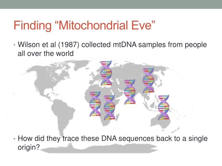 PPT - ChapTer 20: Human Evolution PowerPoint Presentation - ID:2678741