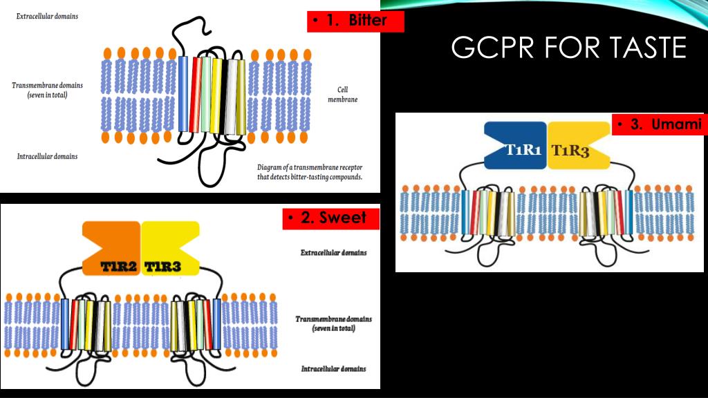 PPT - G-Protein Coupled Receptors, Taste, and Miracle Fruit PowerPoint ...