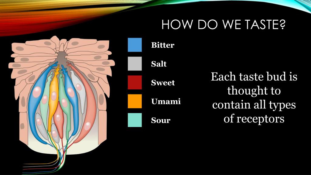 PPT - G-Protein Coupled Receptors, Taste, and Miracle Fruit PowerPoint ...