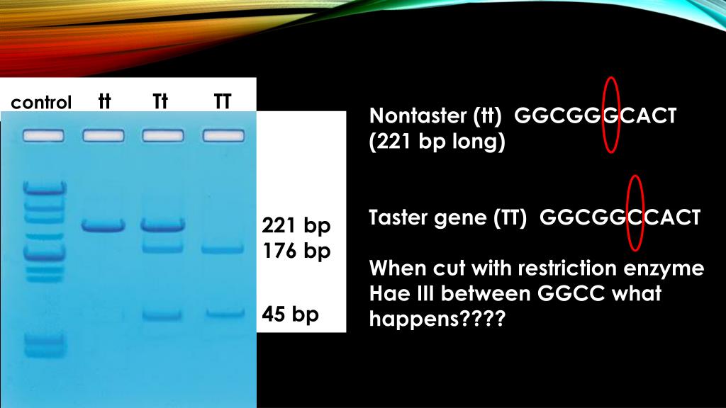 PPT - G-Protein Coupled Receptors, Taste, and Miracle Fruit PowerPoint ...