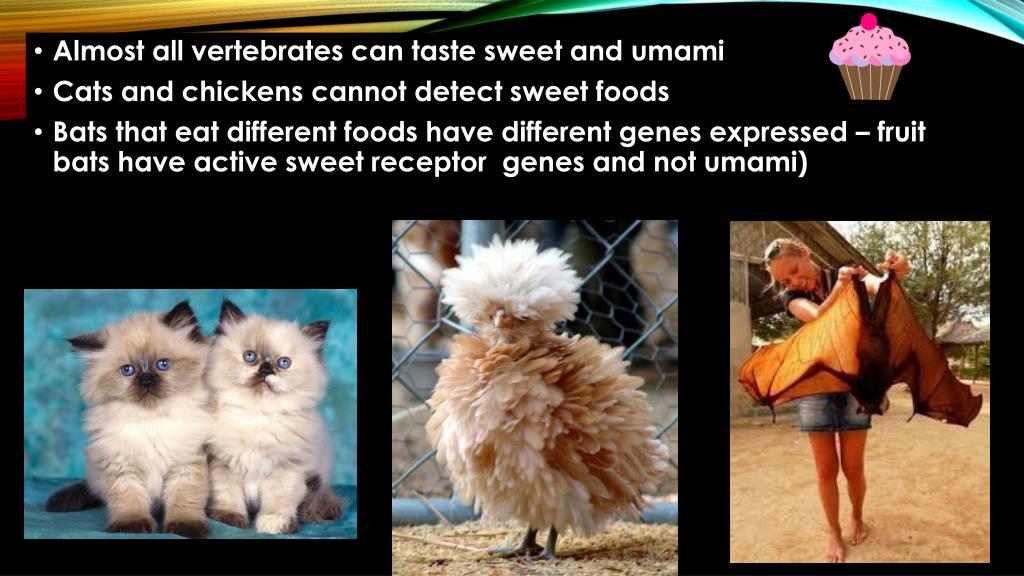 PPT - G-Protein Coupled Receptors, Taste, and Miracle Fruit PowerPoint ...