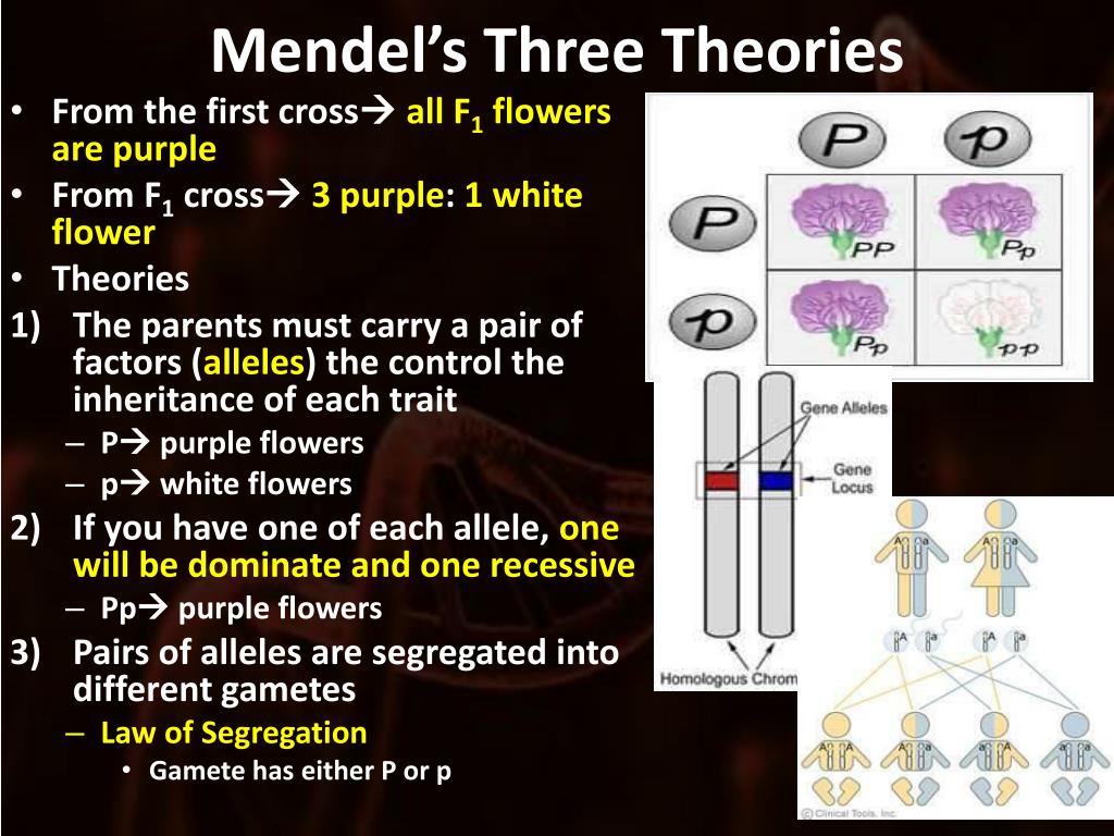 PPT - Mendel Genetics PowerPoint Presentation, free download - ID:2680831 PPT - Mendel Genetics PowerPoint Presentation, free download - ID:2680831