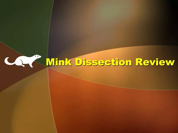 PPT - Mink Dissection Review PowerPoint Presentation, free download ...