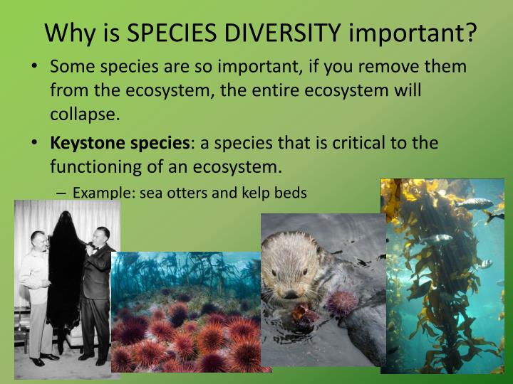 PPT - What are the benefits of biodiversity? PowerPoint Presentation ...