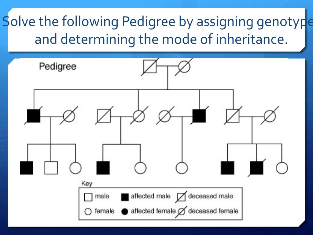 PPT - Practice Pedigrees! Try them out! PowerPoint Presentation, free download - ID:2680963
