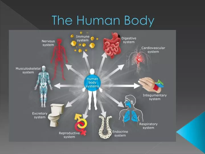 Ppt The Human Body Powerpoint Presentation Free Download Id 2681045