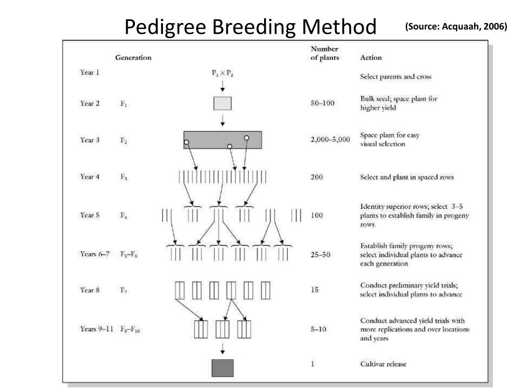 PPT - METODE SELEKSI PADA TANAMAN MENYERBUK SENDIRI PowerPoint ...