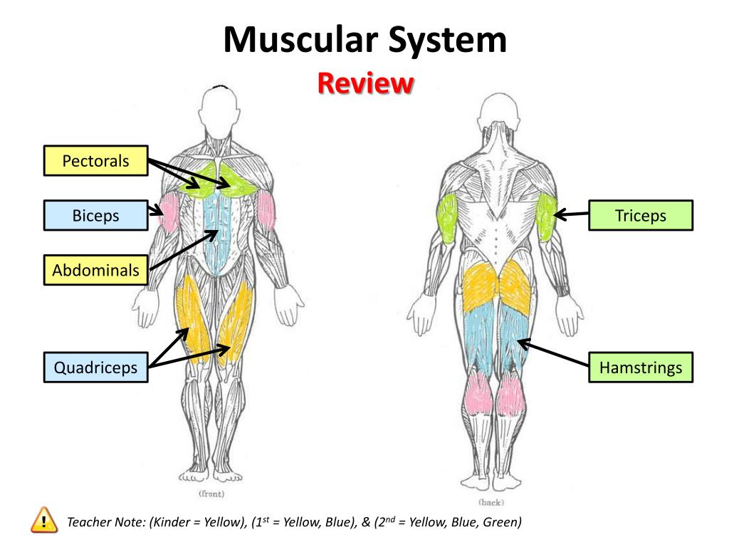 PPT - Muscular Strength and Muscular Endurance PowerPoint Presentation ...
