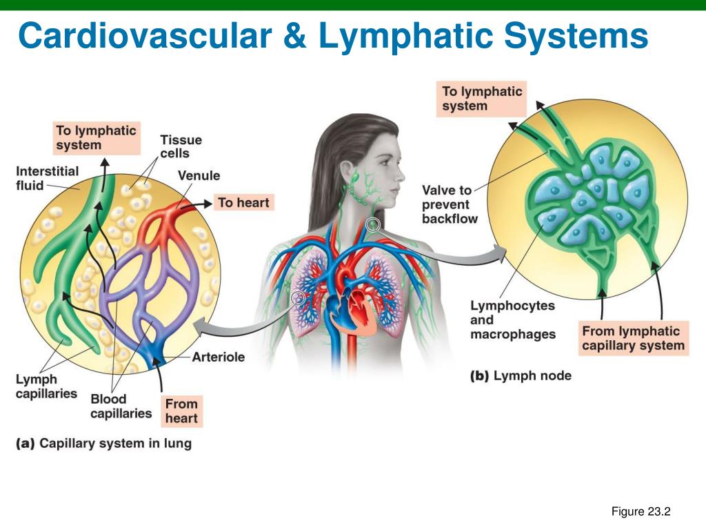 Lymphatic System Circulatory System - vrogue.co Lymphatic System Circulatory System - vrogue.co