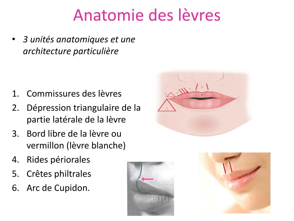 PPT - VIEILLISSEMENT ET TRAITEMENT DE LA ZONE BUCCALE ET PERIBUCCALE ...