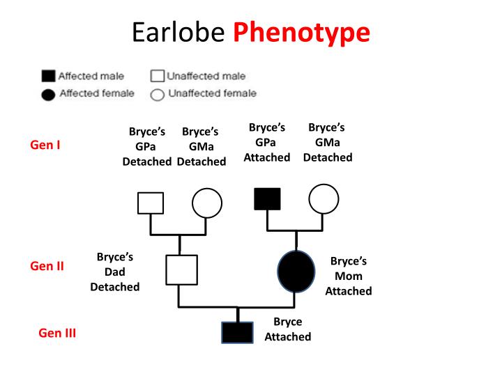 PPT - Family Pedigree Example PowerPoint Presentation - ID:2682369