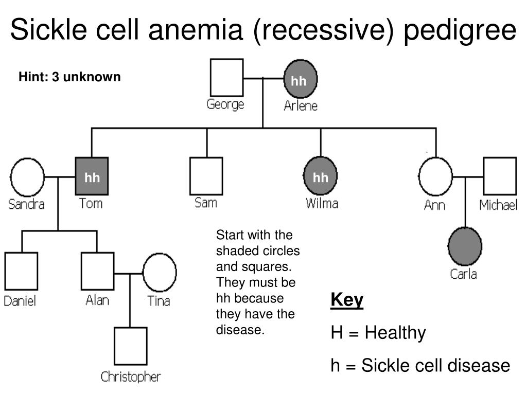 PPT - Genetic Pedigrees PowerPoint Presentation, free download - ID:2682395 PPT - Genetic Pedigrees PowerPoint Presentation, free download - ID:2682395
