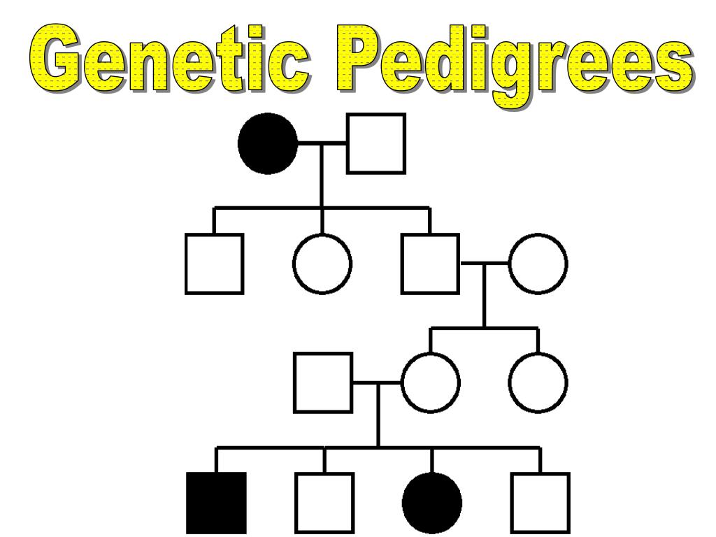 PPT - Genetic Pedigrees PowerPoint Presentation, free download - ID:2682395 PPT - Genetic Pedigrees PowerPoint Presentation, free download - ID:2682395