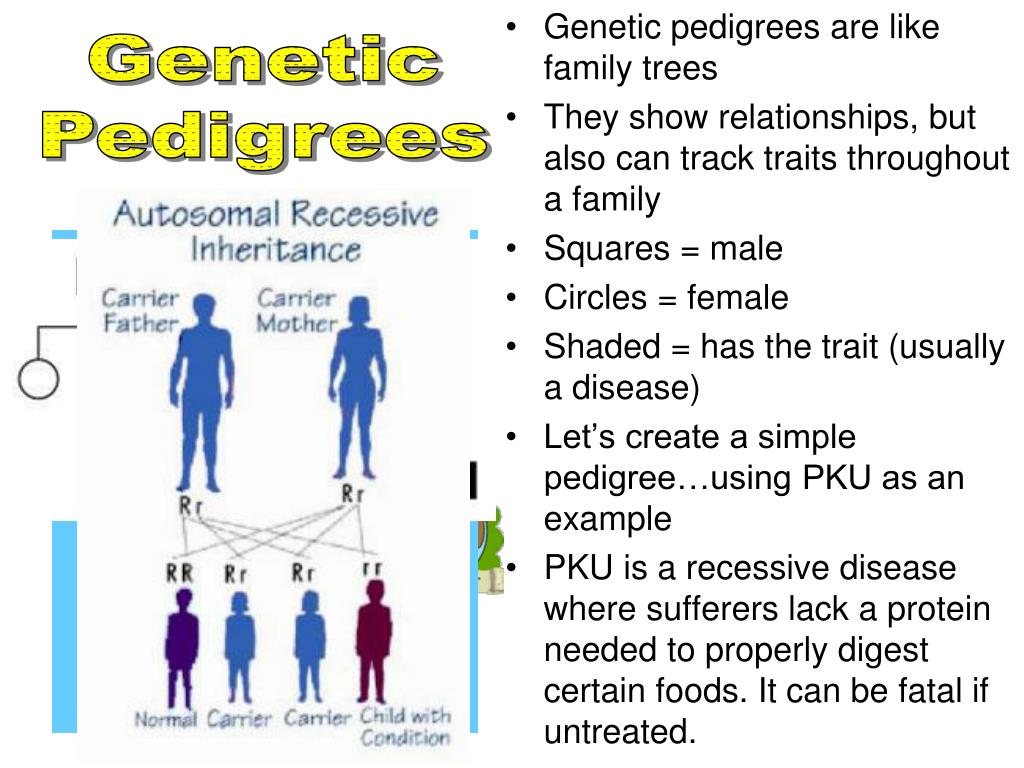 PPT - Genetic Pedigrees PowerPoint Presentation, free download - ID:2682395 PPT - Genetic Pedigrees PowerPoint Presentation, free download - ID:2682395
