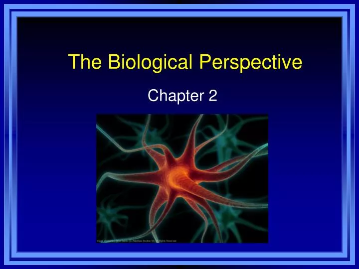 PPT - The Biological Perspective PowerPoint Presentation, free download ...