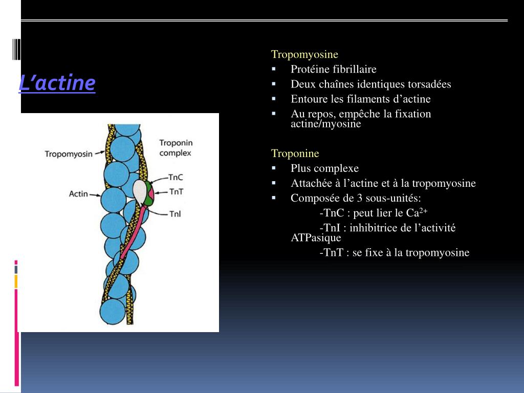 PPT - Le tissu musculaire PowerPoint Presentation, free download - ID ...