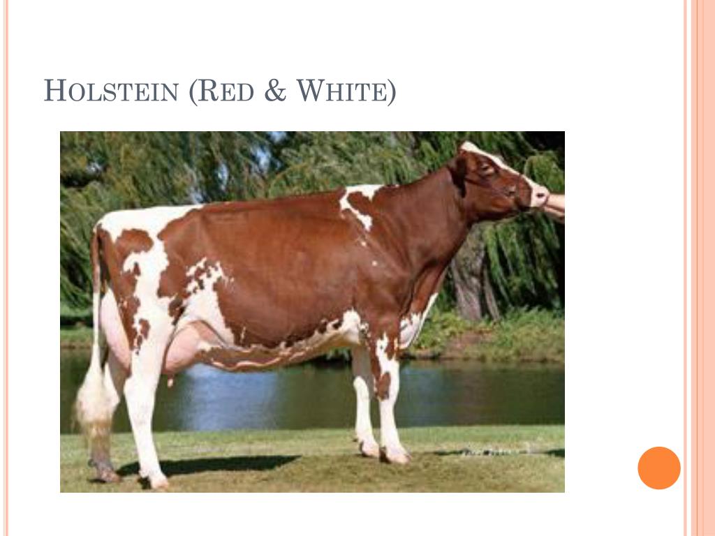 PPT - North American Dairy Breeds PowerPoint Presentation, free ...
