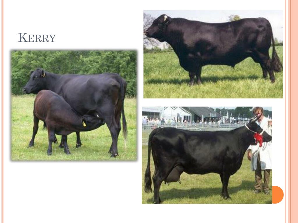 PPT - North American Dairy Breeds PowerPoint Presentation, free ...