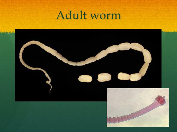 PPT - Dipylidium caninum PowerPoint Presentation - ID:2683244