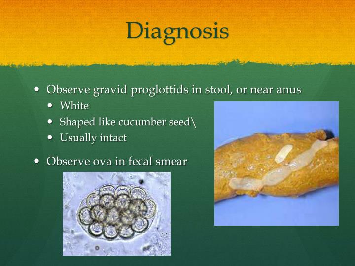 PPT - Dipylidium caninum PowerPoint Presentation - ID:2683244