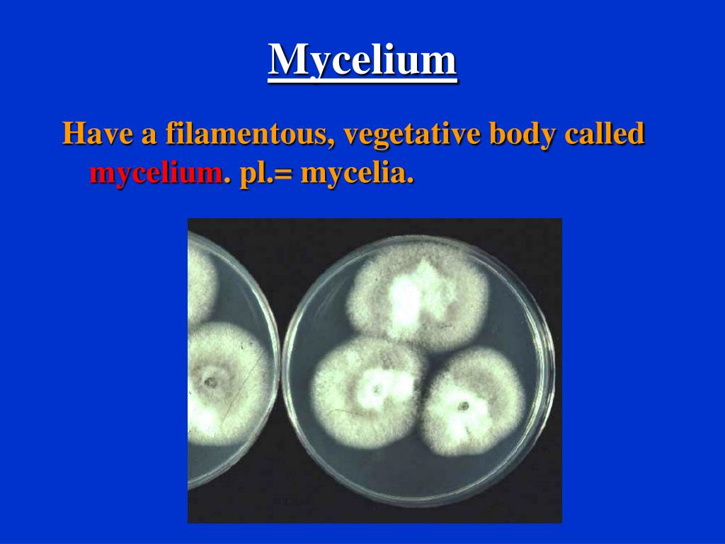 PPT - Diseases Caused by Fungi (Including disease by ‘lower fungi ...