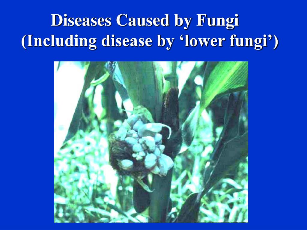 PPT - Diseases Caused by Fungi (Including disease by ‘lower fungi ...
