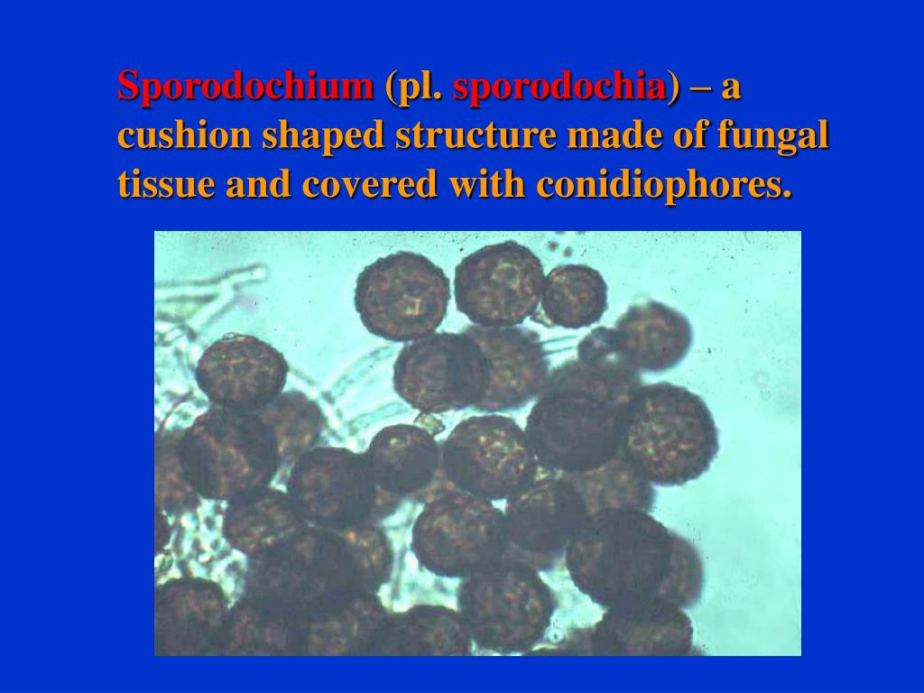 PPT - Diseases Caused by Fungi (Including disease by ‘lower fungi ...