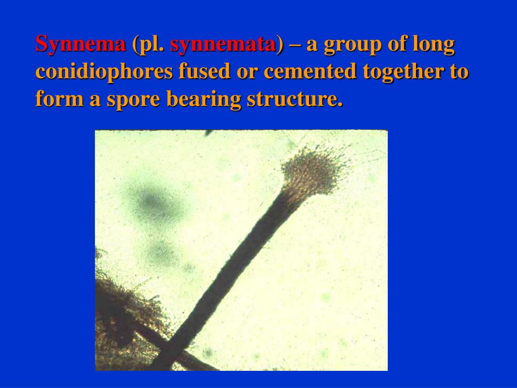 PPT - Diseases Caused by Fungi (Including disease by ‘lower fungi ...
