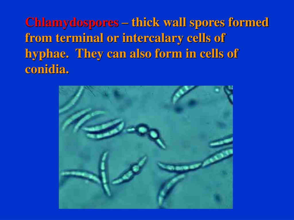 PPT - Diseases Caused by Fungi (Including disease by ‘lower fungi ...
