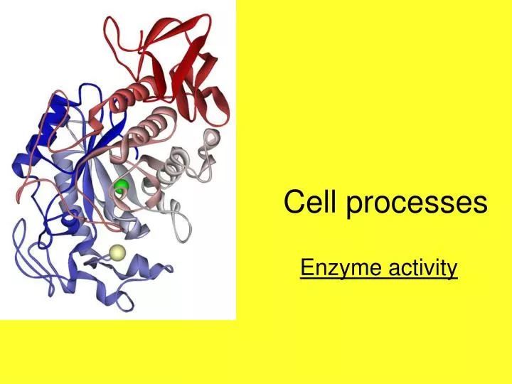 PPT - Cell processes PowerPoint Presentation, free download - ID:2683574