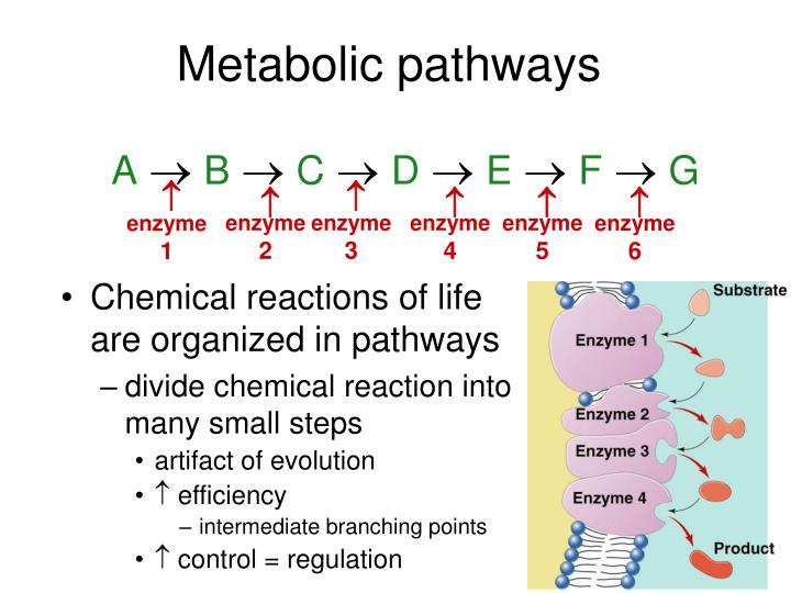PPT - Catalysts PowerPoint Presentation - ID:2683737