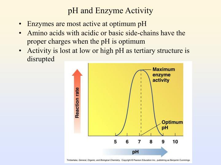 PPT - Enzymes as Biological Catalysts PowerPoint Presentation - ID:2683753