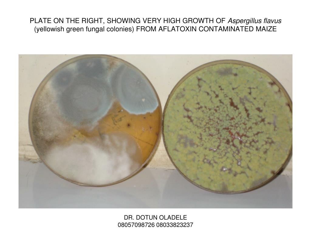 PPT - Aflatoxicosis Management in Livestock and Aquaculture Business ...