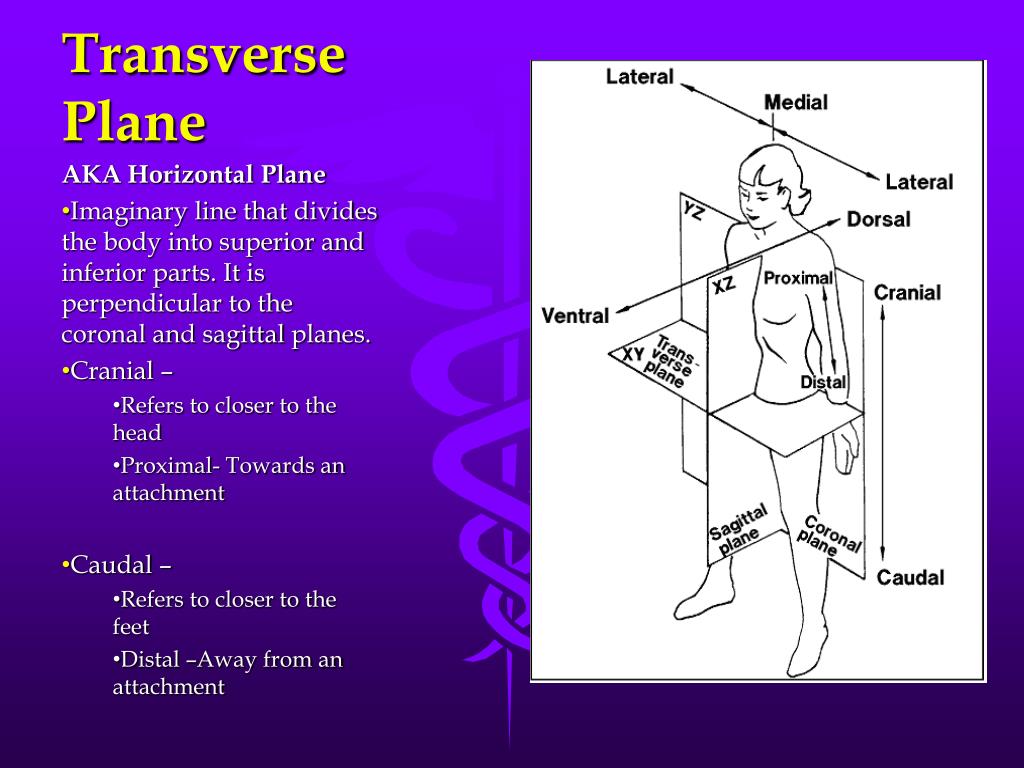 PPT Intro To Anatomy Terms PowerPoint Presentation Free Download PPT Intro To Anatomy Terms PowerPoint Presentation Free Download