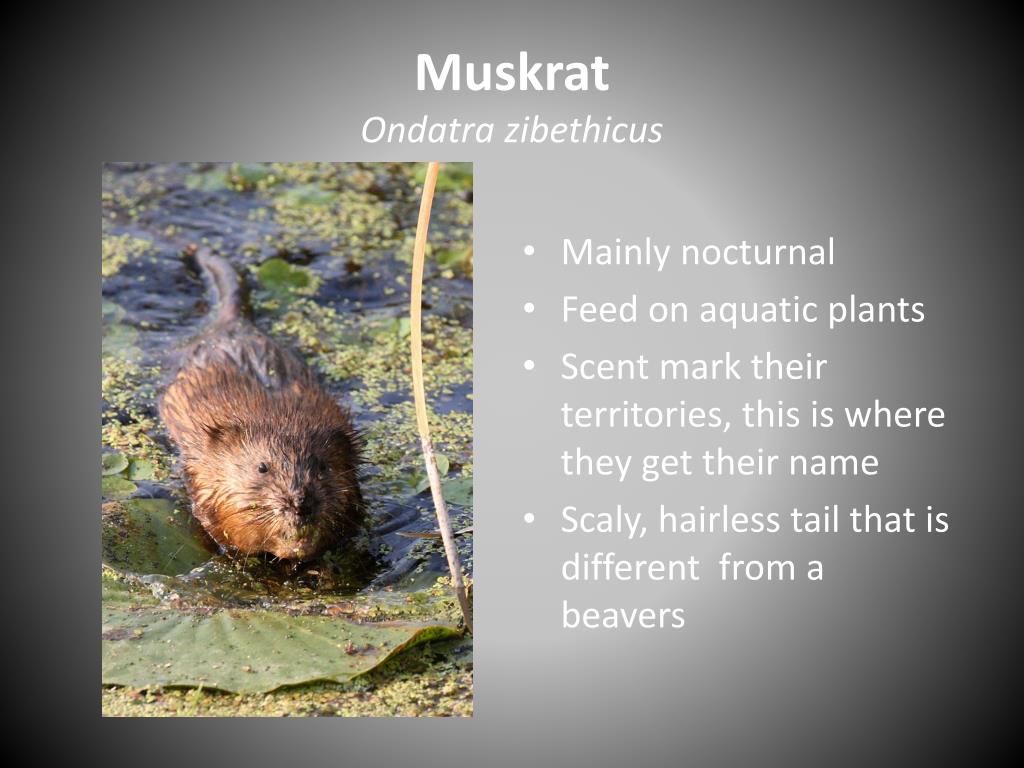 PPT - Order Rodentia Gnawing Mammals PowerPoint Presentation, free ...