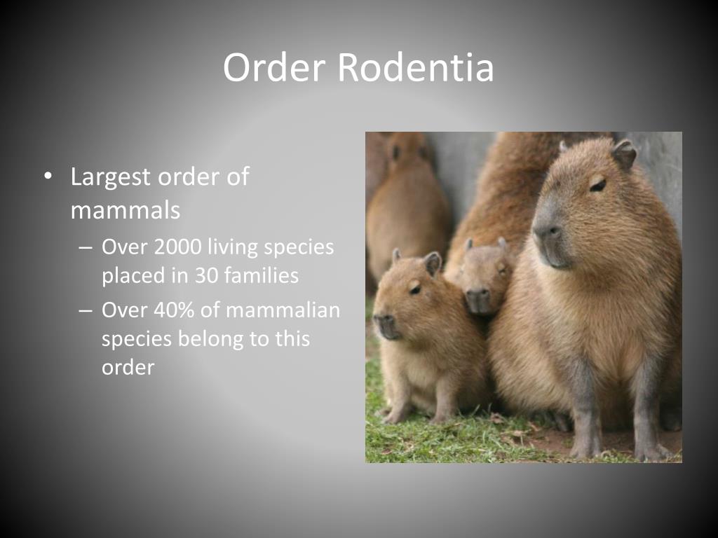 PPT - Order Rodentia Gnawing Mammals PowerPoint Presentation, free ...