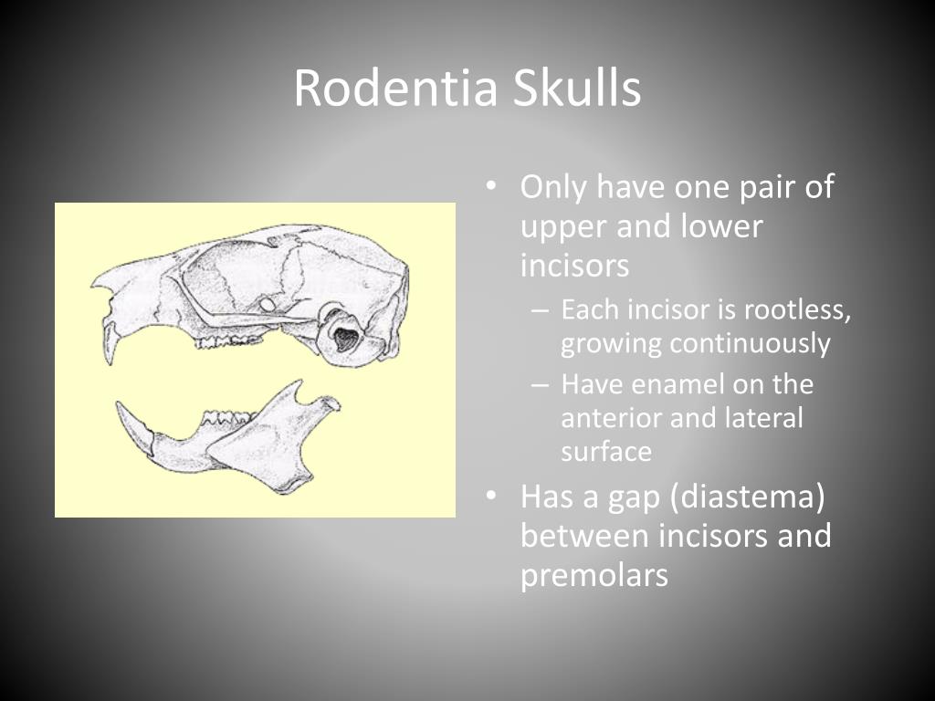 PPT - Order Rodentia Gnawing Mammals PowerPoint Presentation, free ...