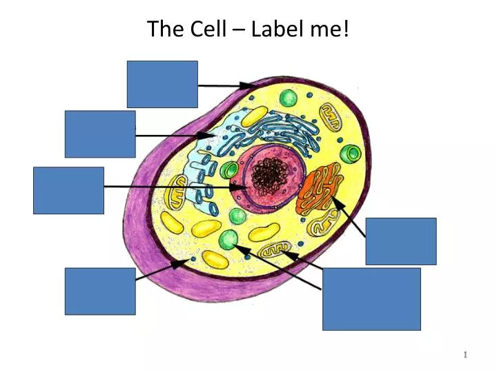 PPT - The Cell – Label me! PowerPoint Presentation, free download - ID ...
