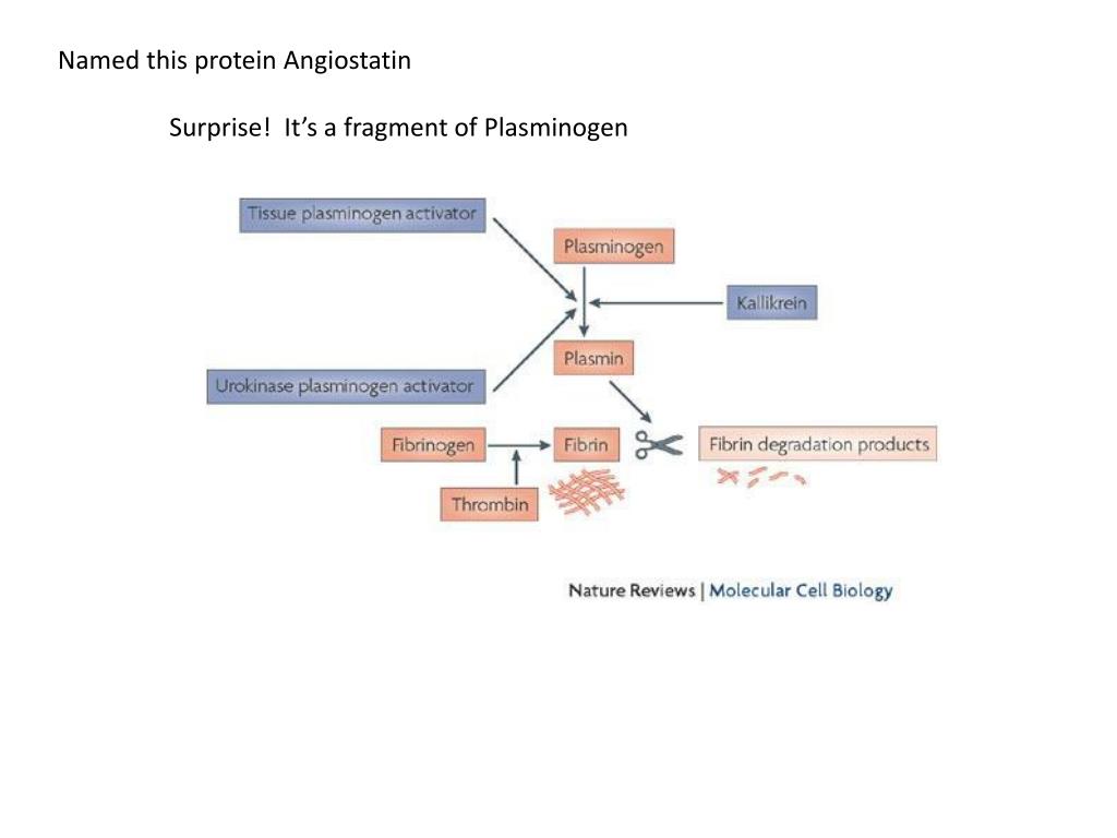 PPT - Angiostatin : A Novel Angiogenesis Inhibitor That Mediates the ...